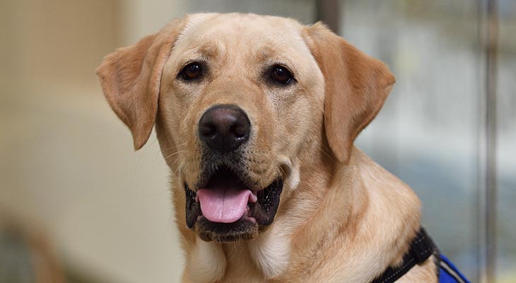 Facility Dog Program | Norton Healthcare Louisville, Ky.