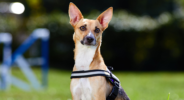 Facility Dog Program | Norton Healthcare Louisville, Ky.